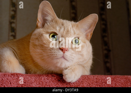 Orange tabby cat close-up portrait looking straight at camera with pink ...