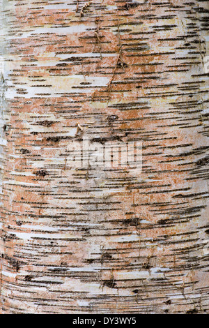 Birch tree leaf texture pattern green up close with water dew droplets ...