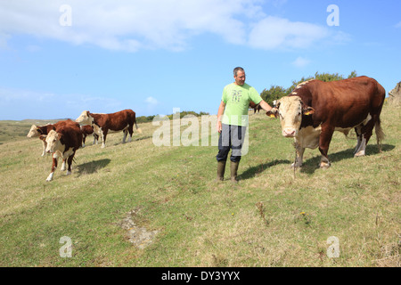 Farmer Adam Coad at Cubert near Newquay Cornwall with a bull Stock ...