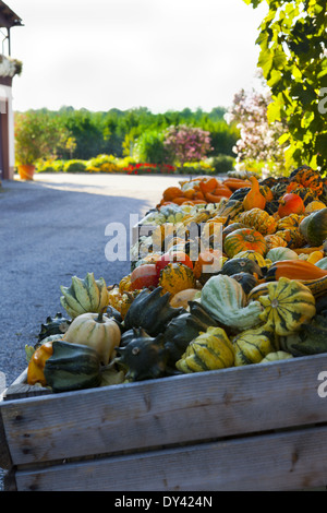 Many different and multi-colored pumpkins lying in the hay Stock Photo ...