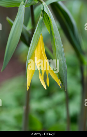 Uvularia grandiflora, large-flowered bellwort, merrybells, yellow ...