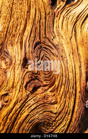 Close up of twisted weathered tree trunk showing detailed natural wood ...
