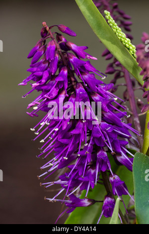 Spring flowers of the tender Hebe macrocarpa var. latisepala fade to ...