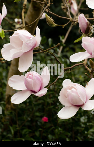 small magnolia tree with pink flowers. large number of magnolia flowers ...