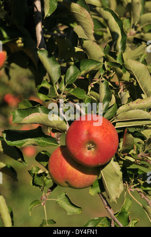 Apples on tree Empire apples close up of apples Stock Photo - Alamy
