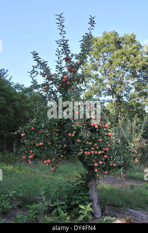 Apples on tree Empire apples close up of apples Stock Photo - Alamy