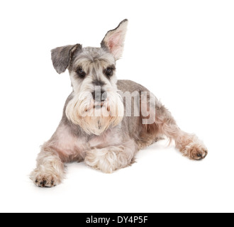 Sad Miniature Schnauzer white and gray color sitting next to a notepad ...