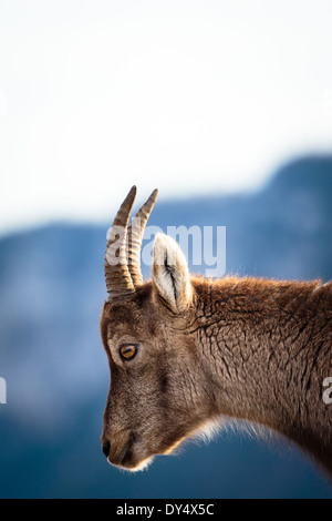 Portrait of a capricorn Stock Photo - Alamy