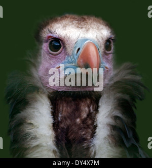 White-headed vulture (Trigonoceps occipitalis) close up portrait ...