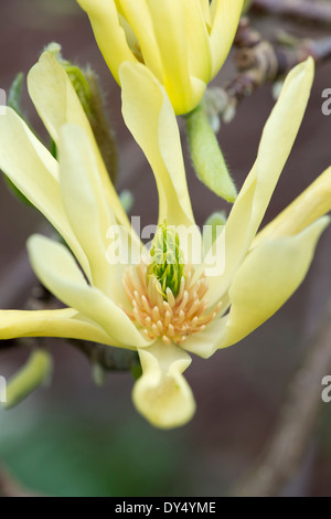 Yellow flowers of Magnolia 'Butterflies' Stock Photo - Alamy