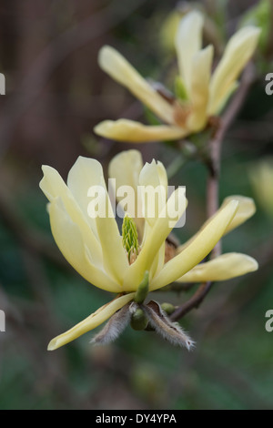 Yellow flowers of Magnolia 'Butterflies' Stock Photo - Alamy
