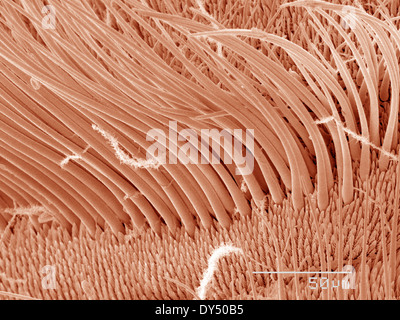 Moth antenna. Coloured scanning electron micrograph (SEM) of part of ...