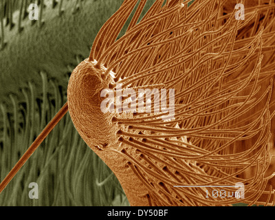 Moth scale, coloured scanning electron micrograph (SEM). These scales ...