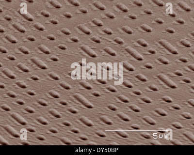 Compact disc surface. Coloured scanning electron micrograph (SEM) of ...