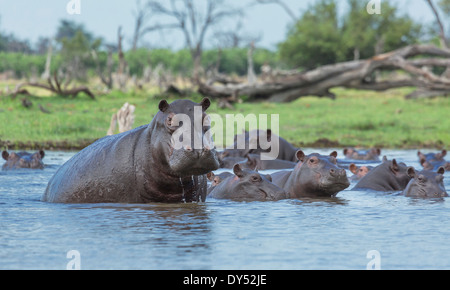 Hippo family (Hippopotamus amphibius) in the water, Africa Stock Photo ...