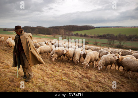 The shepherd leads a flock of sheep grazing just as in biblical times ...