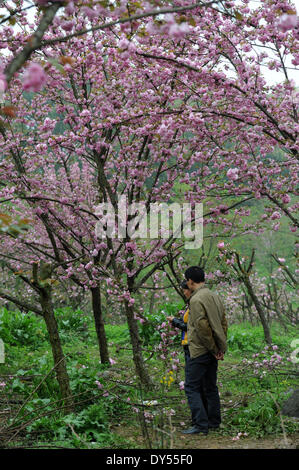 Pingba, China's Guizhou Province. 7th Apr, 2014. Tourists view cherry ...