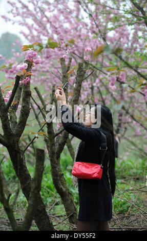 Pingba, China's Guizhou Province. 7th Apr, 2014. Tourists view cherry ...