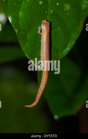 climbing salamander in the amazon rainforest, ecuador Stock Photo - Alamy