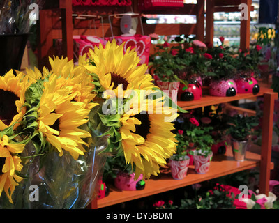 Display of fresh cut sunflowers for sale at a local farmer's market ...