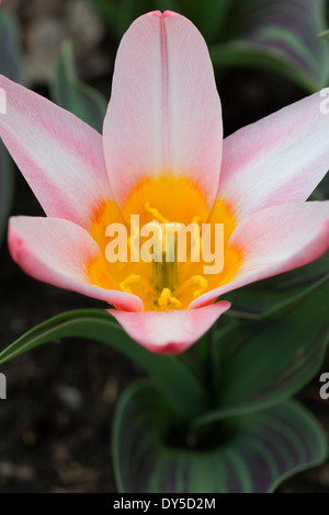Close up of tulip Hearts Delight a red and white Waterlily lily tulip ...