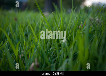 Close up dewy grass Stock Photo - Alamy