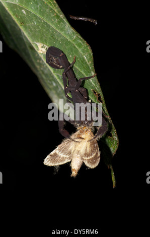 Peruvian black scorpion (Tityus asthenes) in the jungle, Tambopata ...