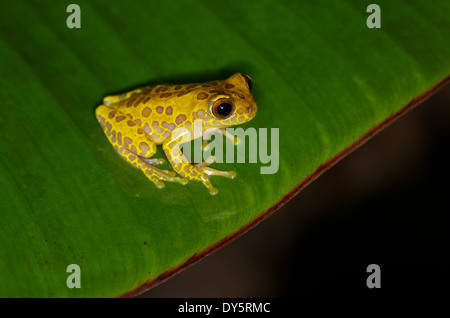 A Variable Clown Treefrog (Dendropsophus triangulum) at night in the ...