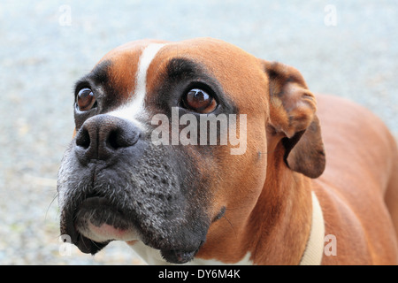 Guilty Looking Boxer Dog Stock Photo - Alamy