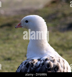 Andean Goose (Chloephaga melanoptera) preening and flexing wings (9 ...