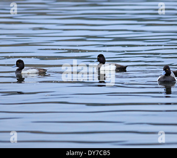 Aythya affinis, Broadbill, ducks, Lesser Scaup, Little Bluebill, male ...
