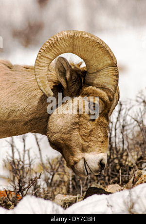 Bighorn Sheep, Ovis Canadensis, Lamar Valley, Yellowstone National Park ...