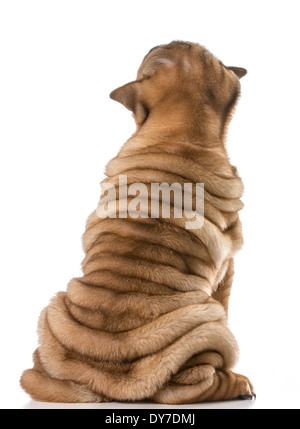 chinese shar pei puppy from the back with lots of wrinkles - 4 months ...