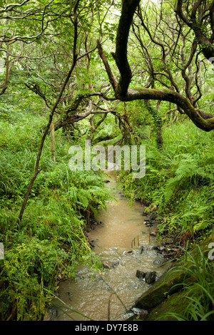 A small stream flows through a muddy landscape with signs of vegetation ...