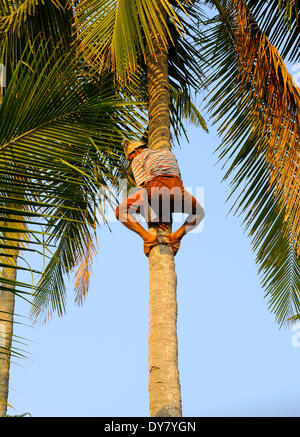 Indian man climbing coconut tree at dawn Stock Photo: 15050099 - Alamy