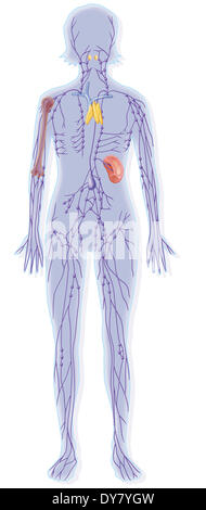 lymphatic system of female body anatomy in x-ray form Stock Photo - Alamy