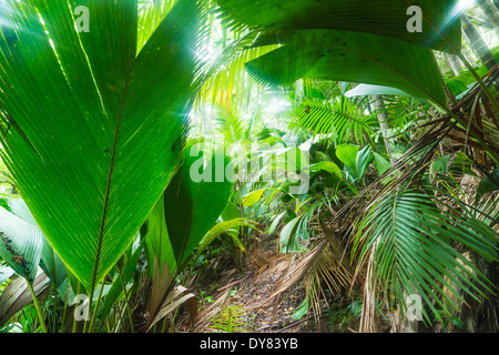 tropical forest in Valle de Mai, Praslin, Seychelles Stock Photo - Alamy