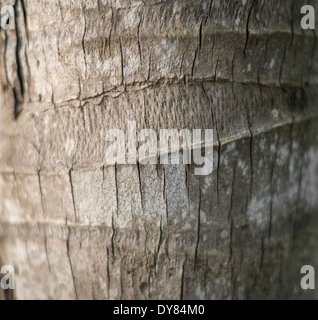 Exotic wood backdrop. Palm bark pattern texture. Tropical tree trunk ...