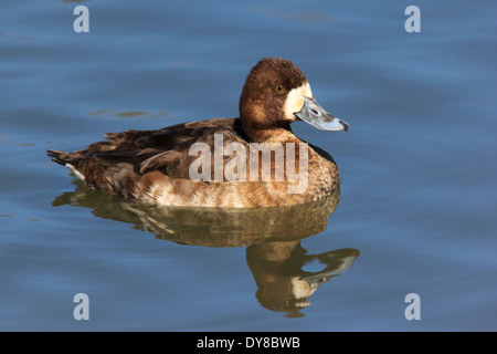 Aythya affinis, Duck Creek, Lesser Scaup, Richardson, Texas, USA, ducks ...