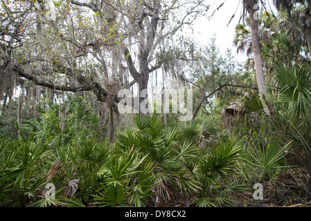 tosohatchee, wildlife management area, Florida, USA, United States ...
