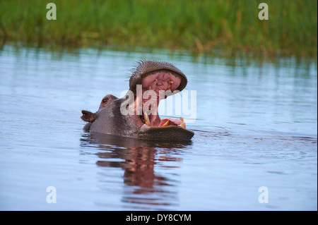 Africa Botswana animal Okawango Delta Stock Photo - Alamy