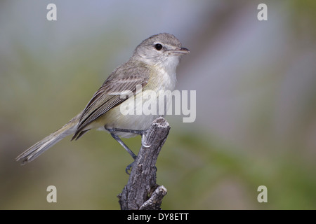 Bell's Vireo - Vireo bellii Stock Photo - Alamy