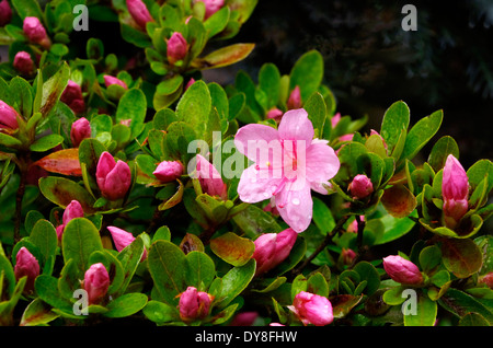 Pink flowers of the evergreen Japanese azalea, Rhododendron 'Aghadir ...