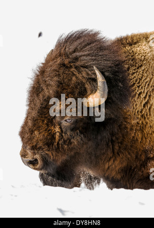 Bison in Yellowstone Winter Stock Photo - Alamy