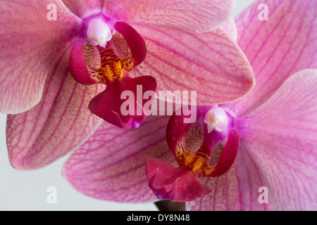 close up image of two Dendrobium Pop Eye Orchids with purple and white ...