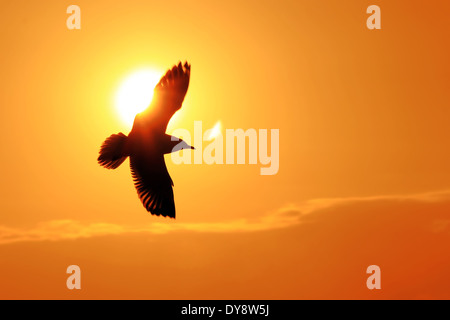 Bird flying at sunset Stock Photo - Alamy