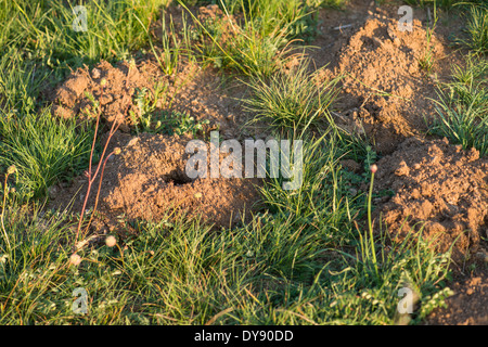 Holes accessing underground digging galleries of some rodent, probably ...