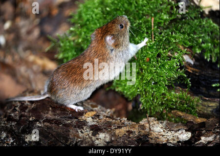 bank vole wintry forest ground Myodes glareolus mouse mammals ...