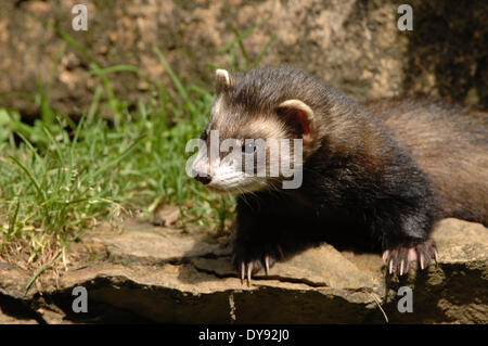 Polecat fitch mustelidae polecats European Polecat predator Nocturnal ...