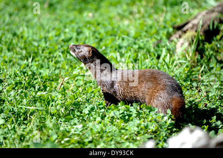American mink, Mustela (Neovison) vison, native to North America Stock ...